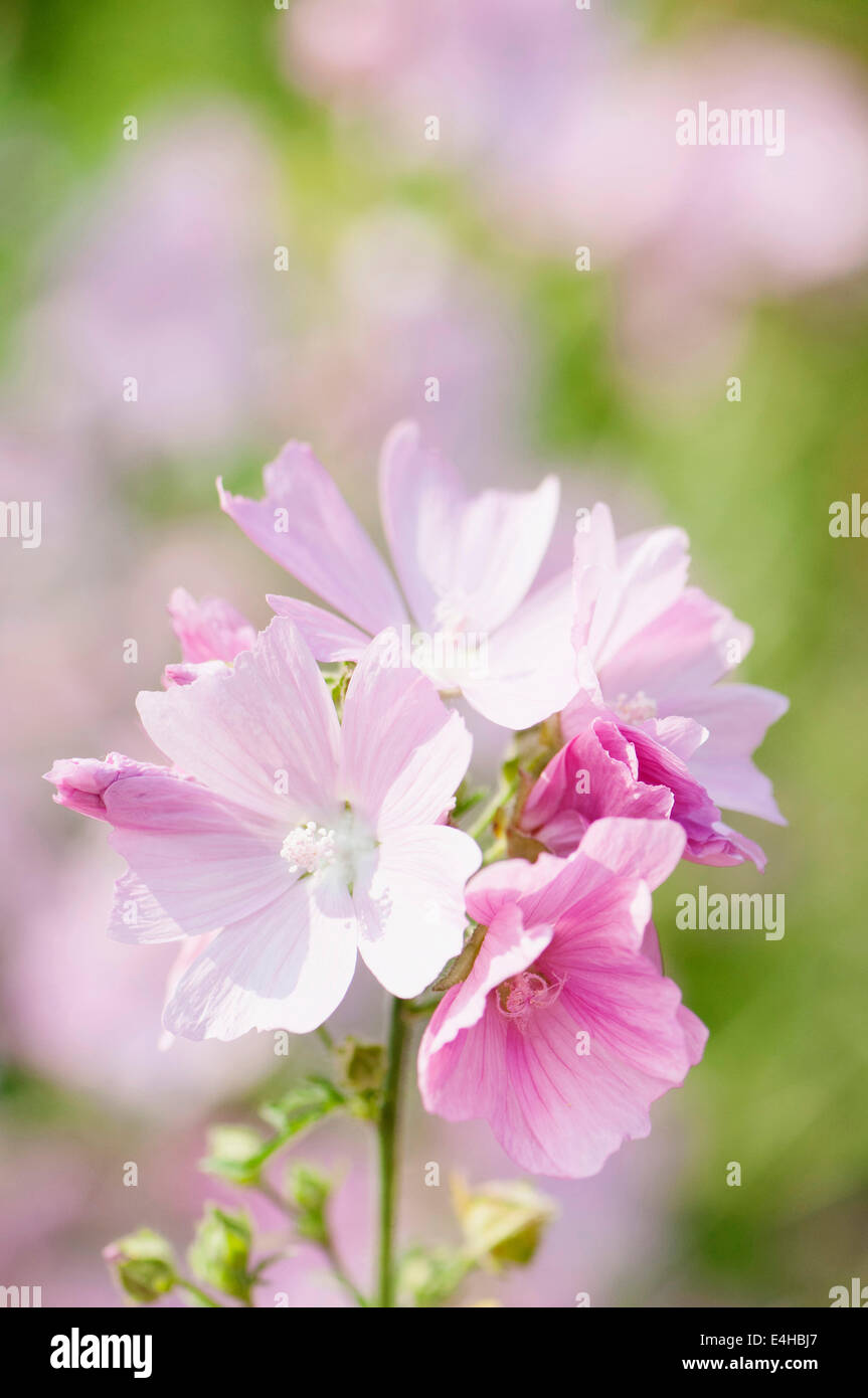 Musk mallow, Malva moschata Stock Photo - Alamy