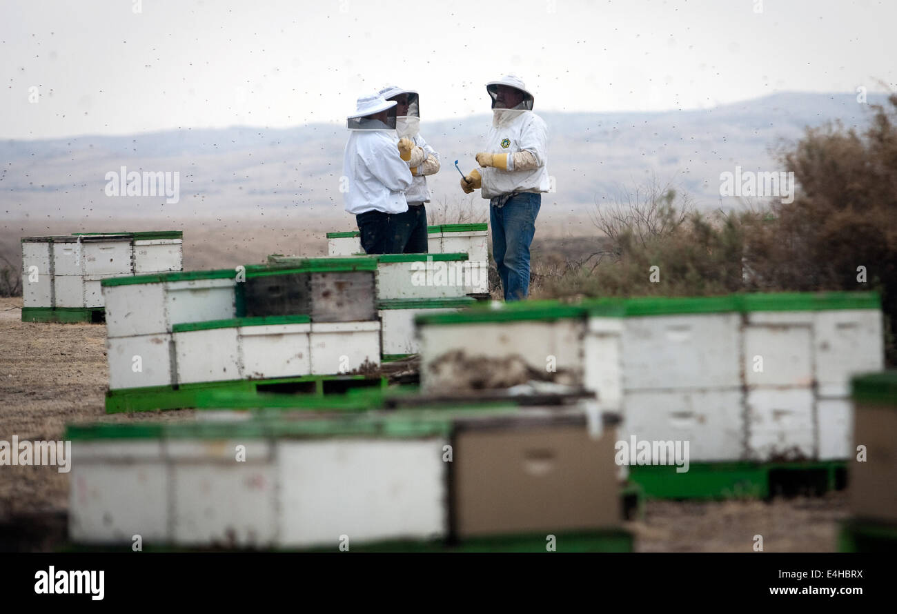 March 4, 2014 - Bakersfield, California, USA - Workers with United ...