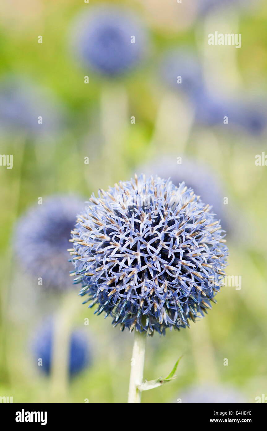 Globe thistle, Echinops ritro 'Veitch's blue' Stock Photo - Alamy