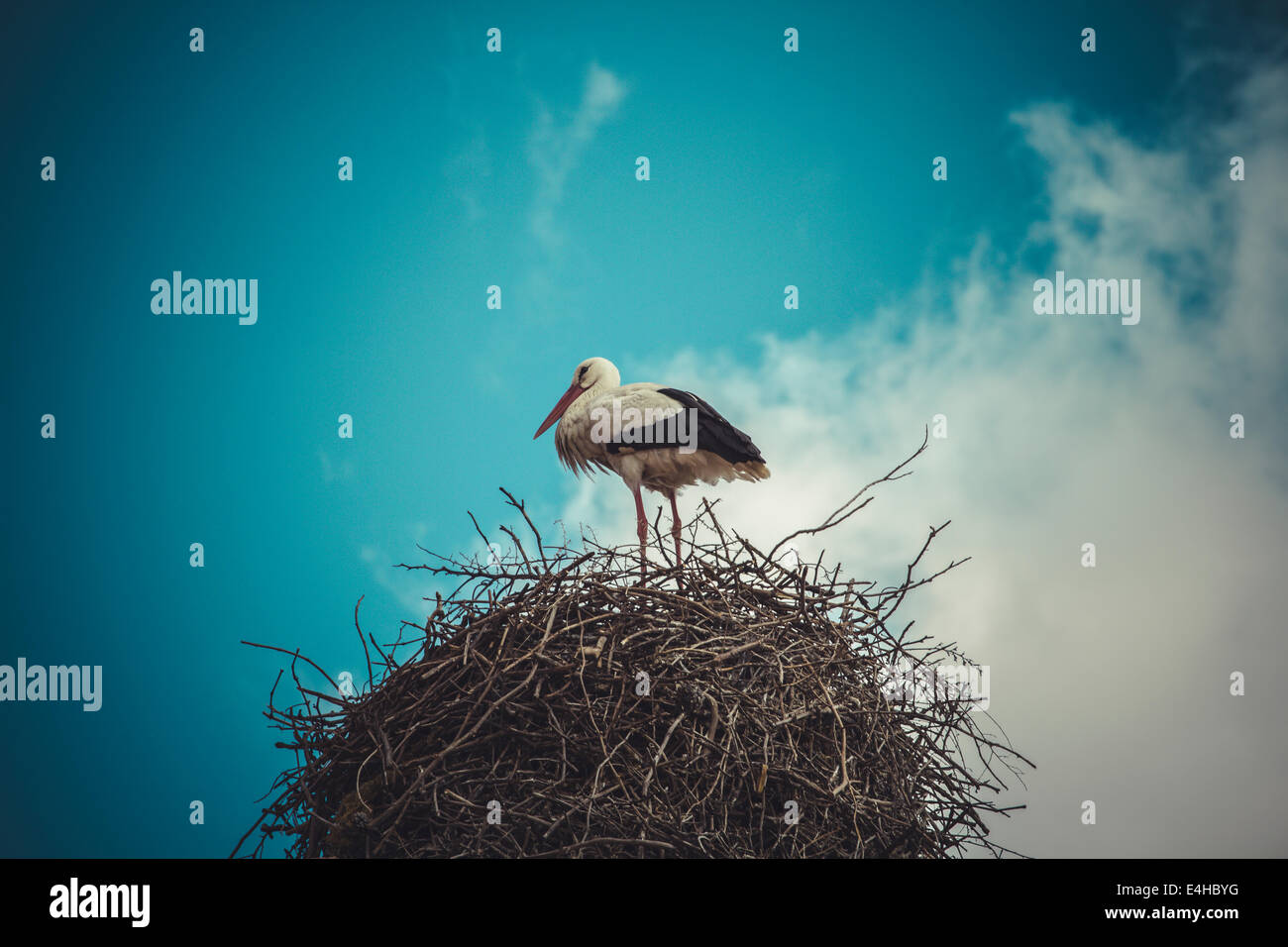 Stork nest made tree hi-res stock photography and images - Alamy