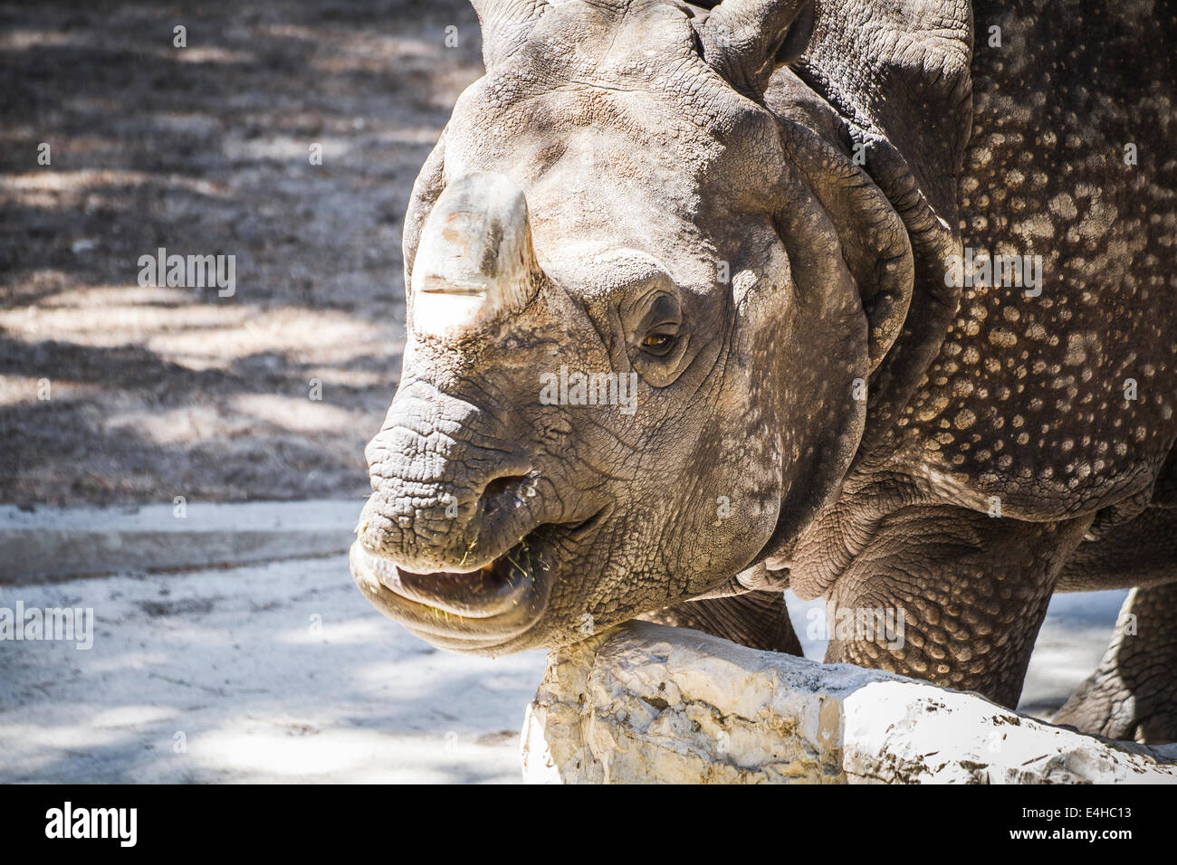 pachyderm, danger, Indian rhino with huge horn and armor skin Stock ...