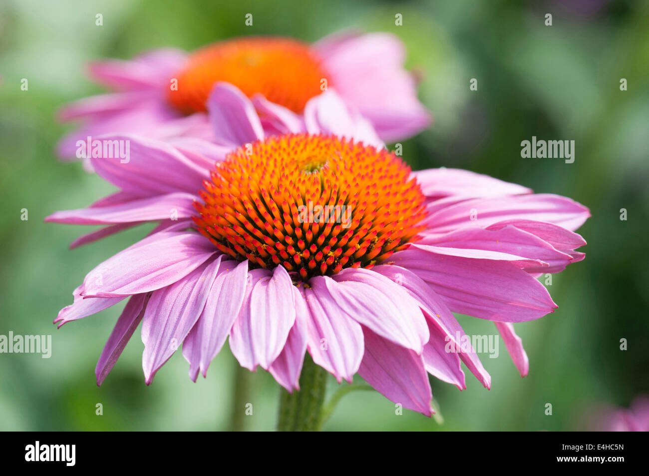 Echinacea, Purple coneflower, Echinacea purpurea 'Rubinstern' Stock ...