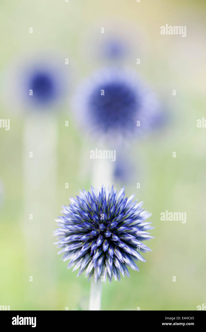 Globe thistle, Echinops ritro 'Veitch's blue' Stock Photo - Alamy