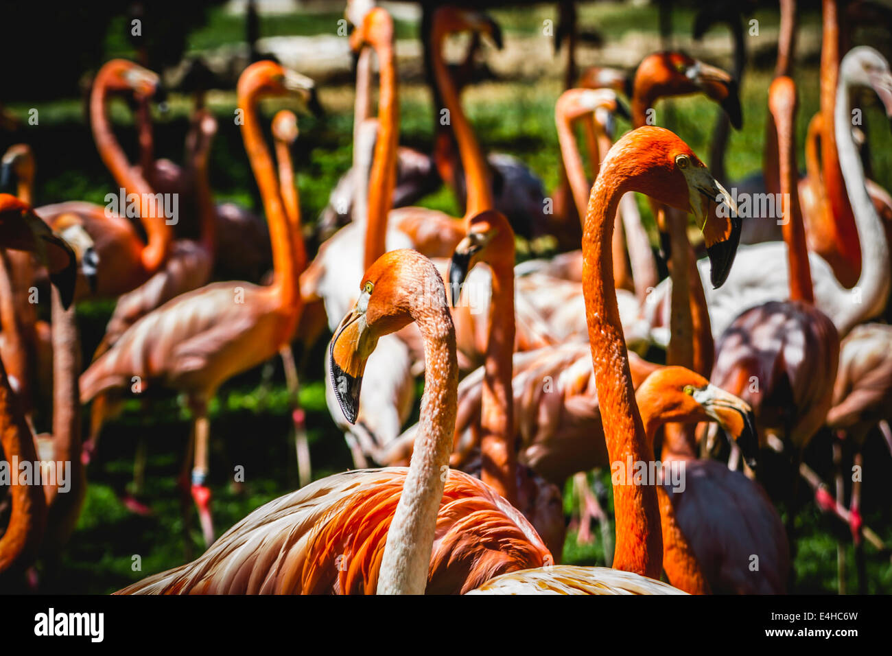 group of flamingoes with long necks and beautiful plumage Stock Photo ...
