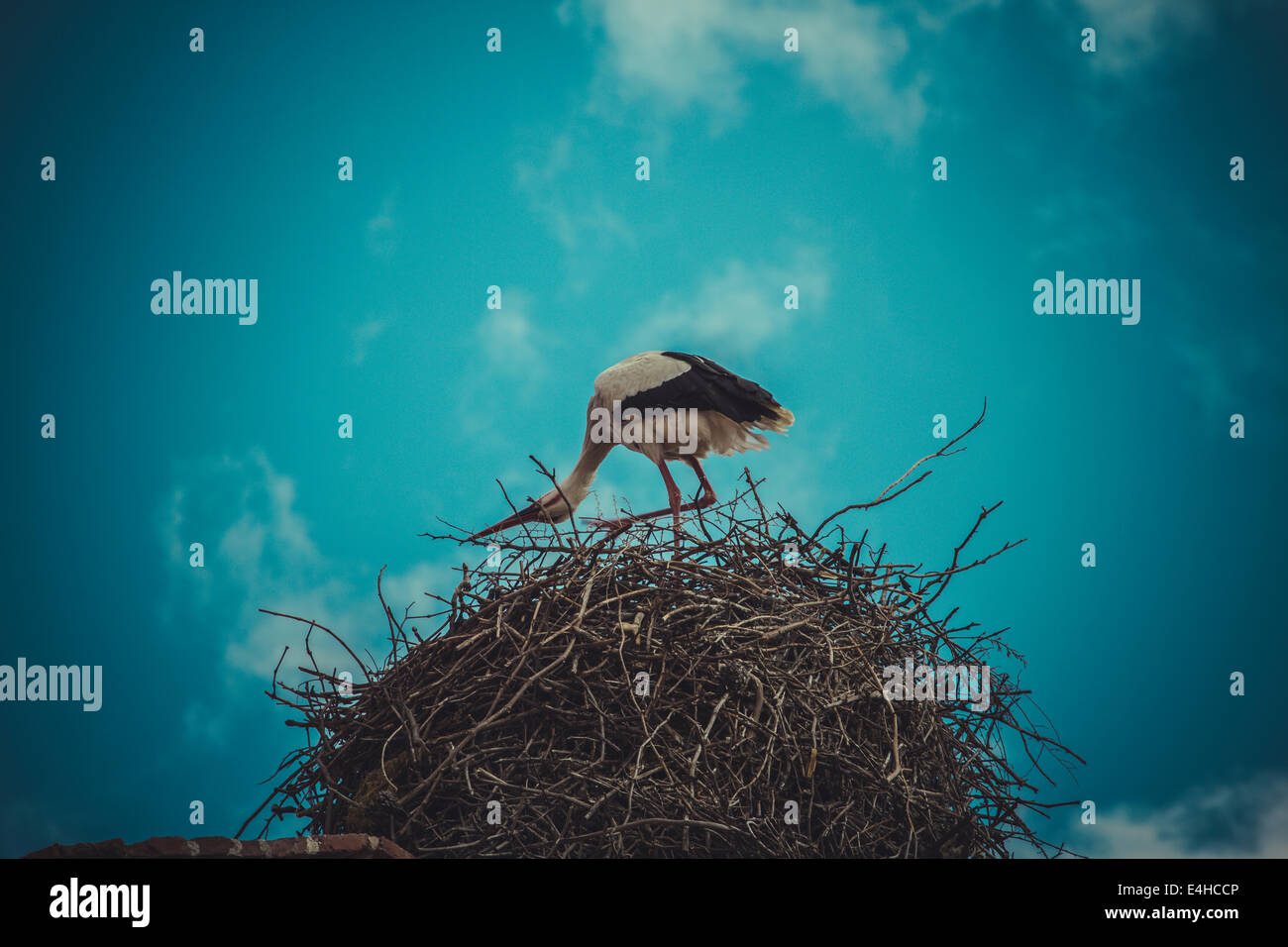 Procreation, Stork nest made of tree branches over blue sky in dramatic ...