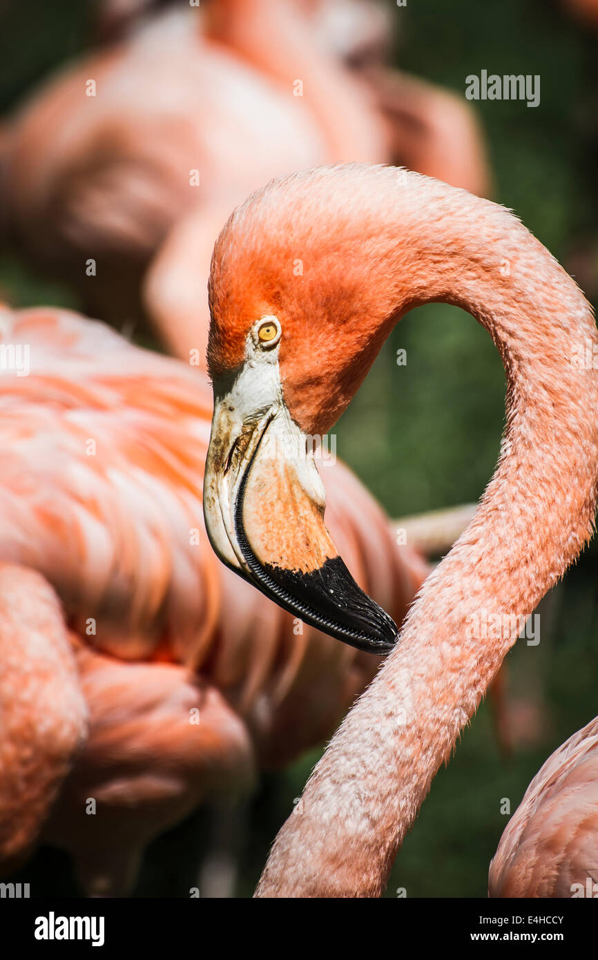 caribbean pink , detail of flamingo head with long neck Stock Photo - Alamy