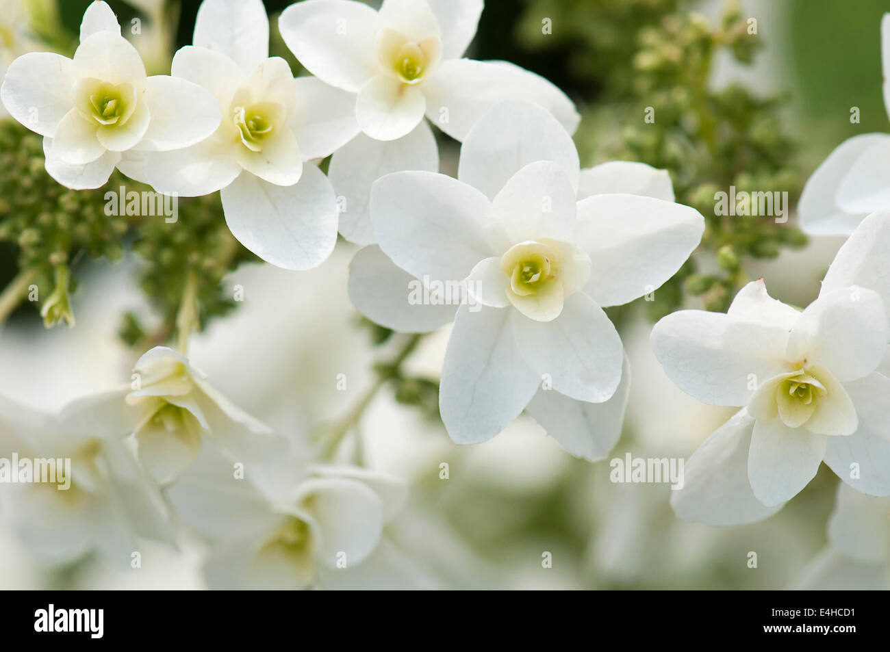 Hydrangea, Oakleaf hydrangea, Hydrangea quercifolia 'Pee Wee' Stock ...