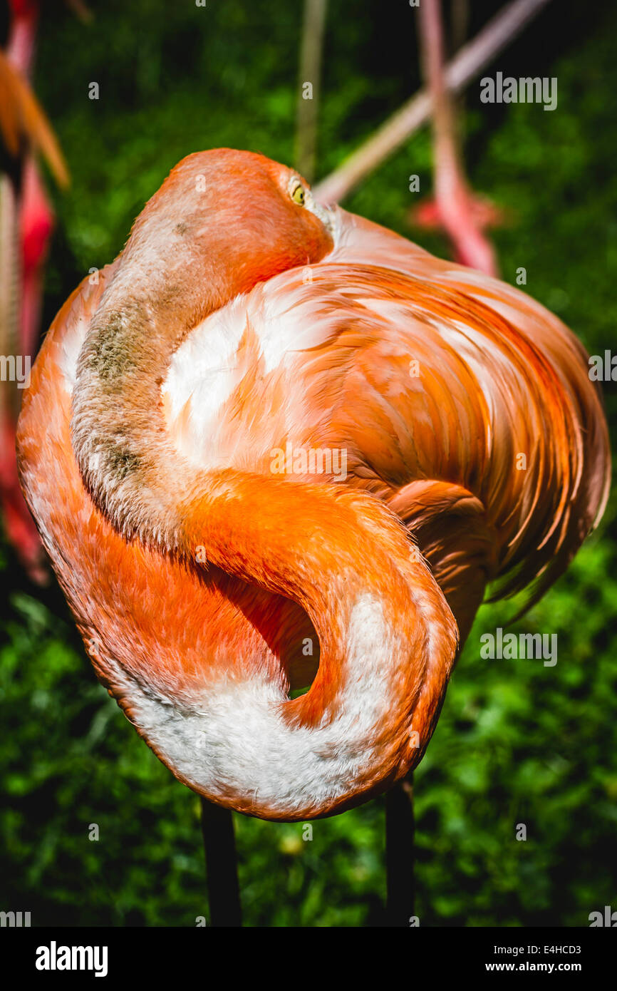 detail of flamingo head with long neck Stock Photo - Alamy