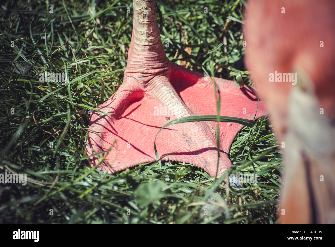 detail flamingo leg resting on the grass Stock Photo - Alamy