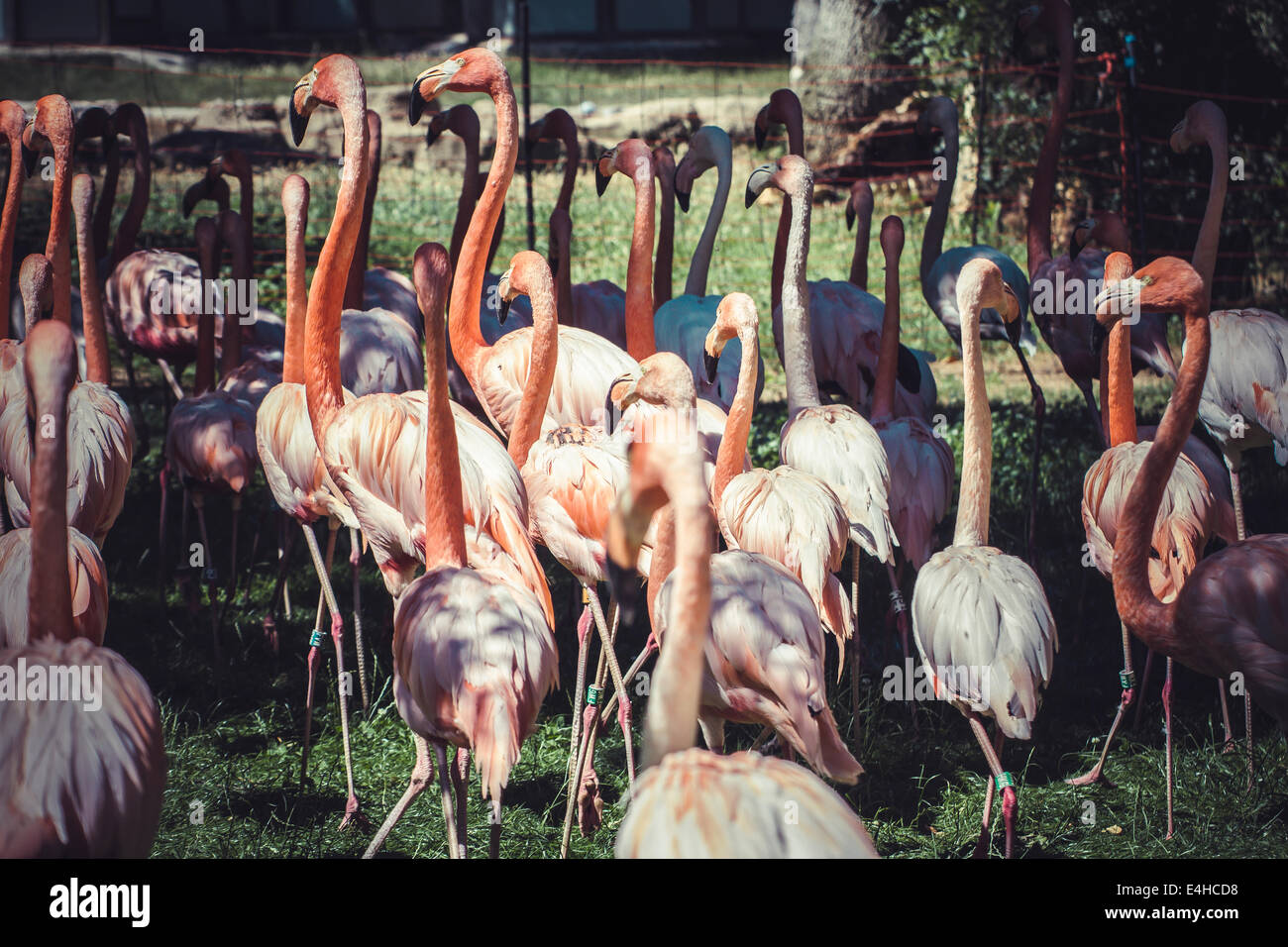 group of flamingoes with long necks and beautiful plumage Stock Photo ...