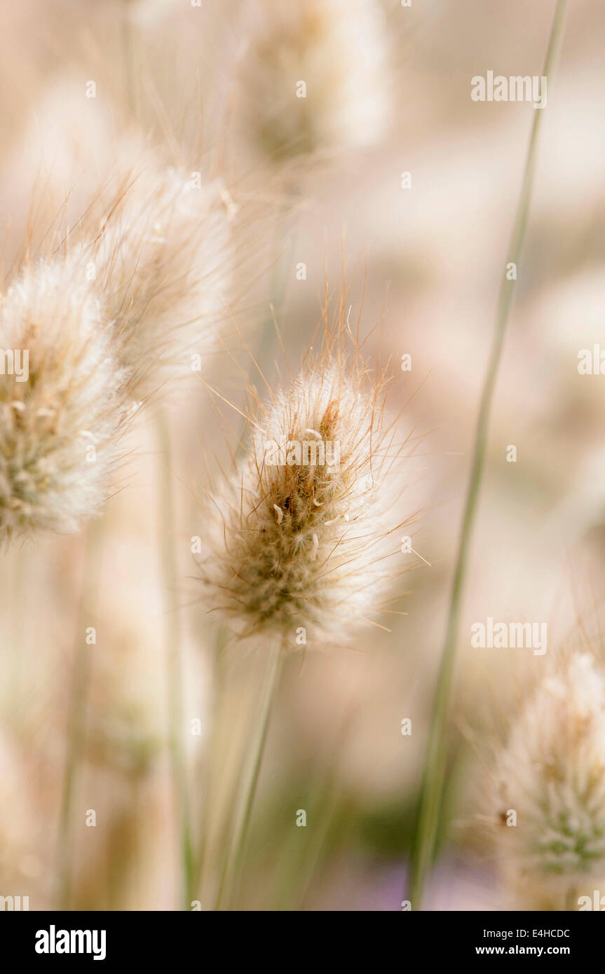 Hare’s tail, Lagurus ovatus Stock Photo - Alamy
