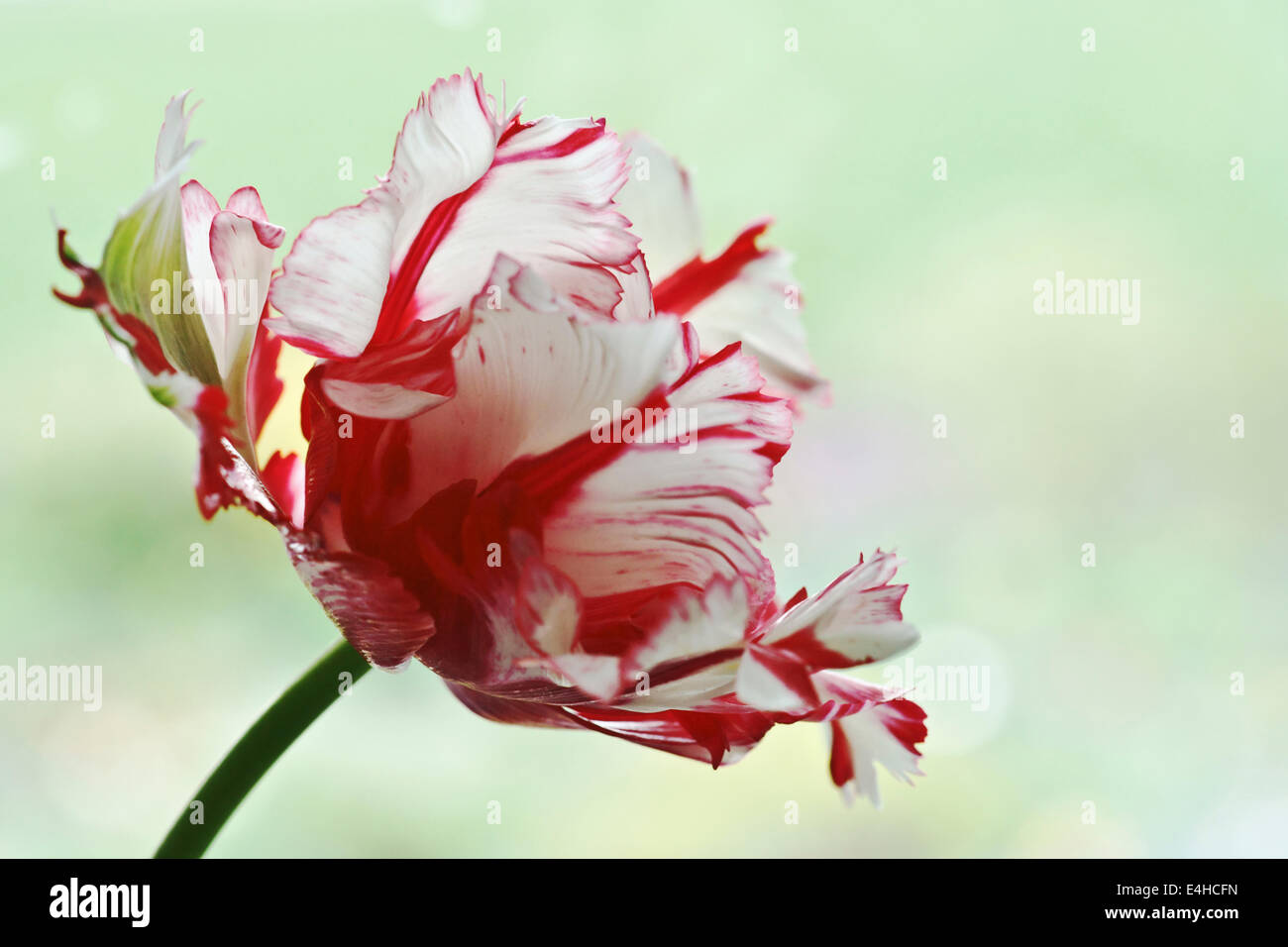 Parrot tulip hi-res stock photography and images - Alamy