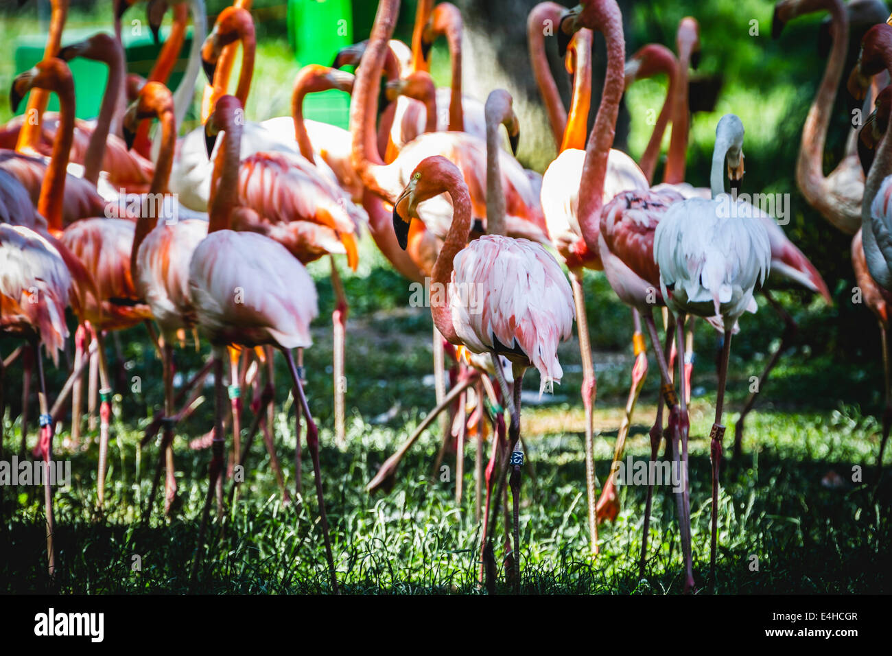 group of flamingoes with long necks and beautiful plumage Stock Photo ...
