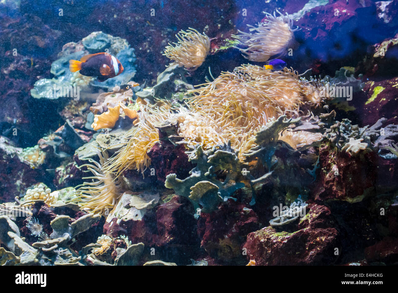 seabed with fish and coral reef Stock Photo - Alamy