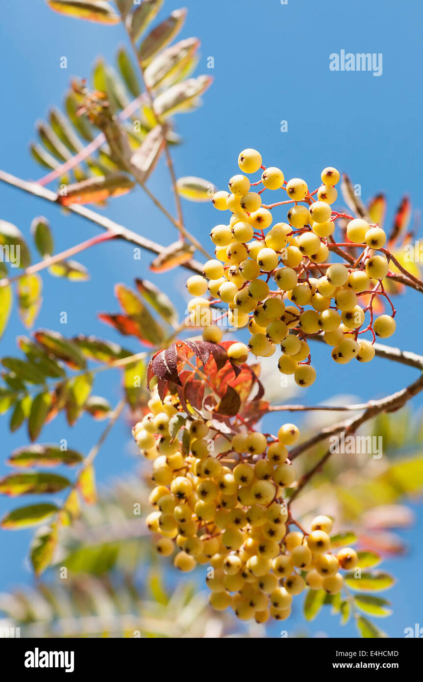 Mountain ash tree flowers hi-res stock photography and images - Alamy