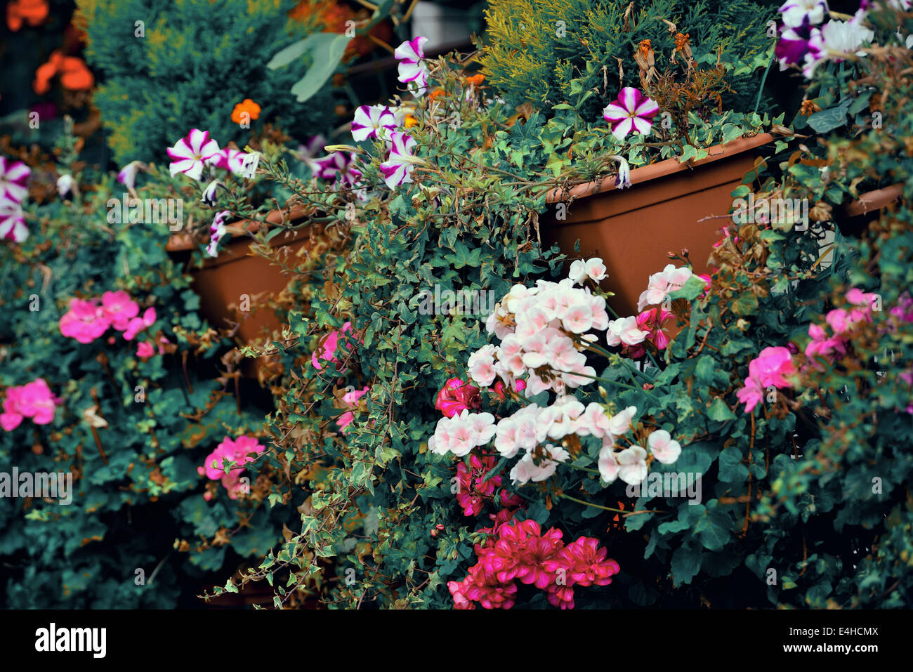 Beautiful flower in London street Stock Photo - Alamy