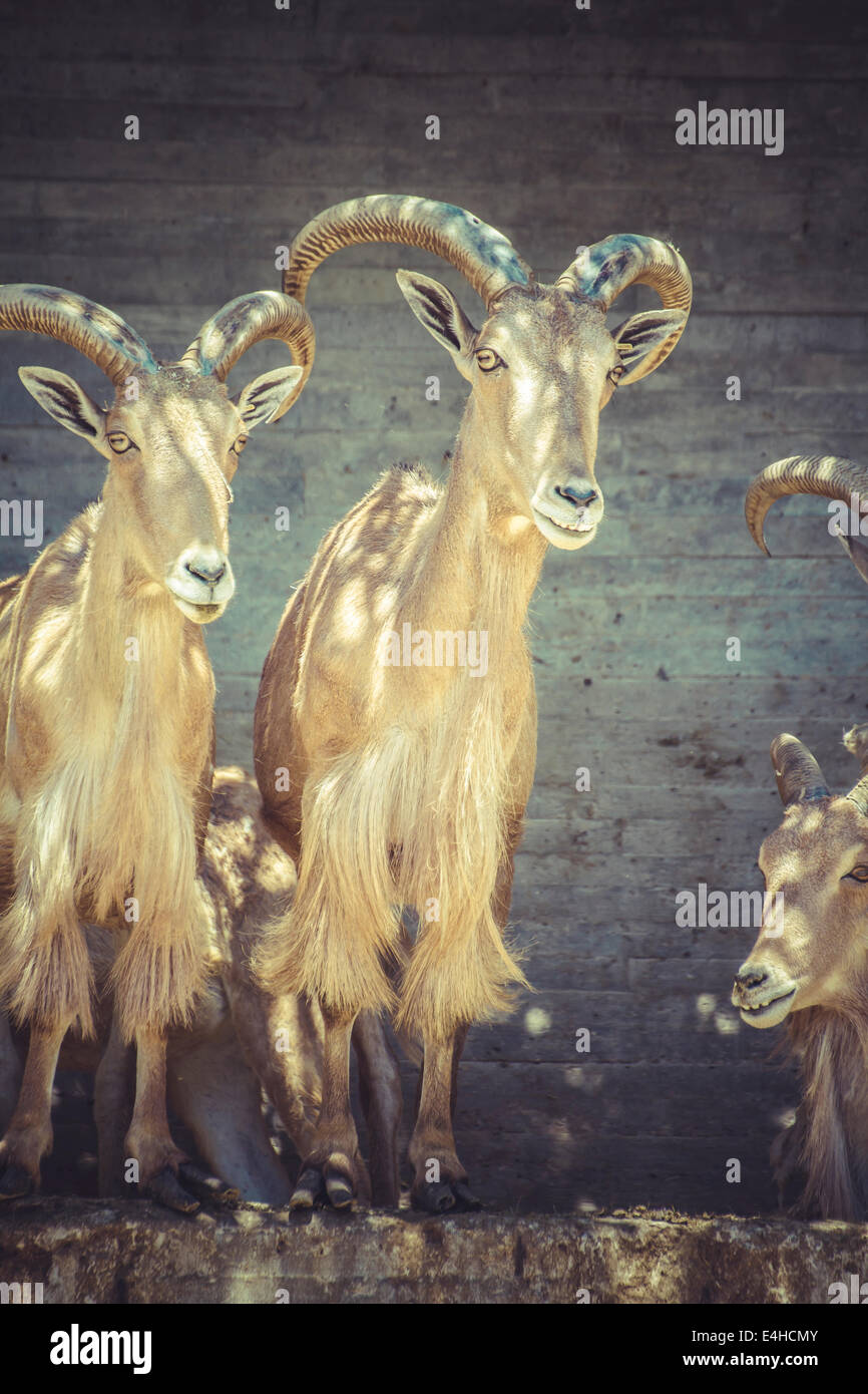 Horns, beautiful group of Spanish ibex, typical Animal Stock Photo - Alamy