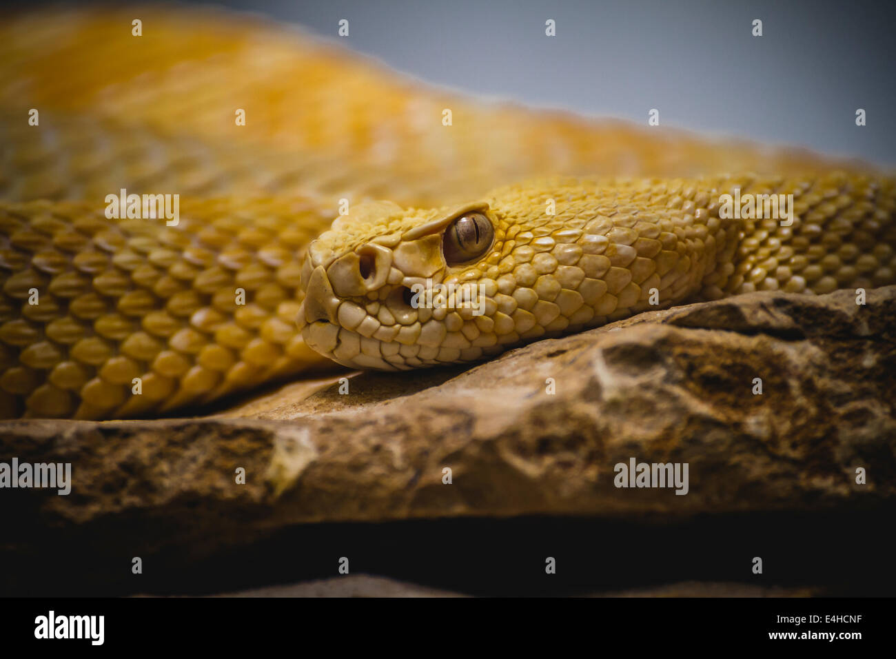 Western rat snake hi-res stock photography and images - Alamy