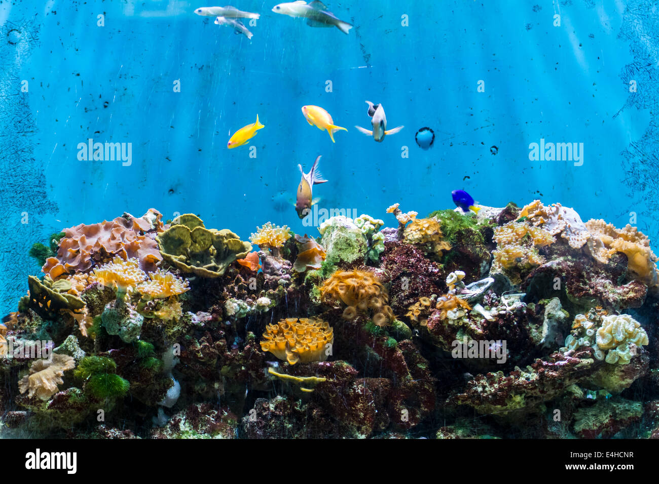 seabed with fish and coral reef Stock Photo - Alamy