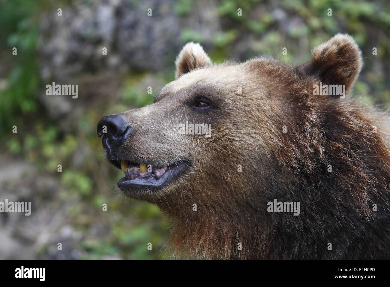 Smiling bear hi-res stock photography and images - Alamy