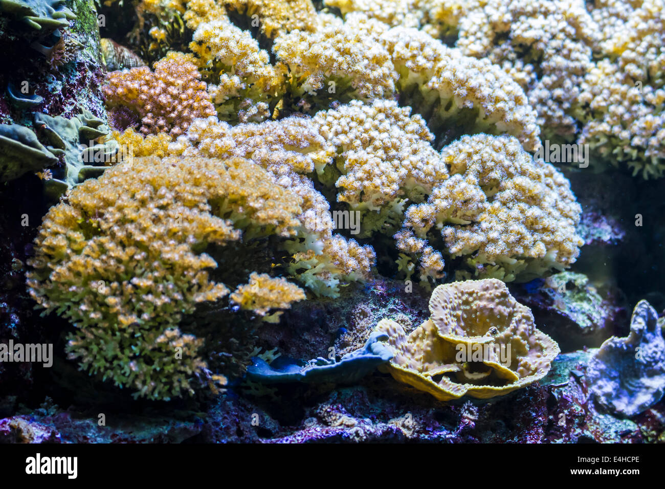 seabed with fish and coral reef Stock Photo - Alamy