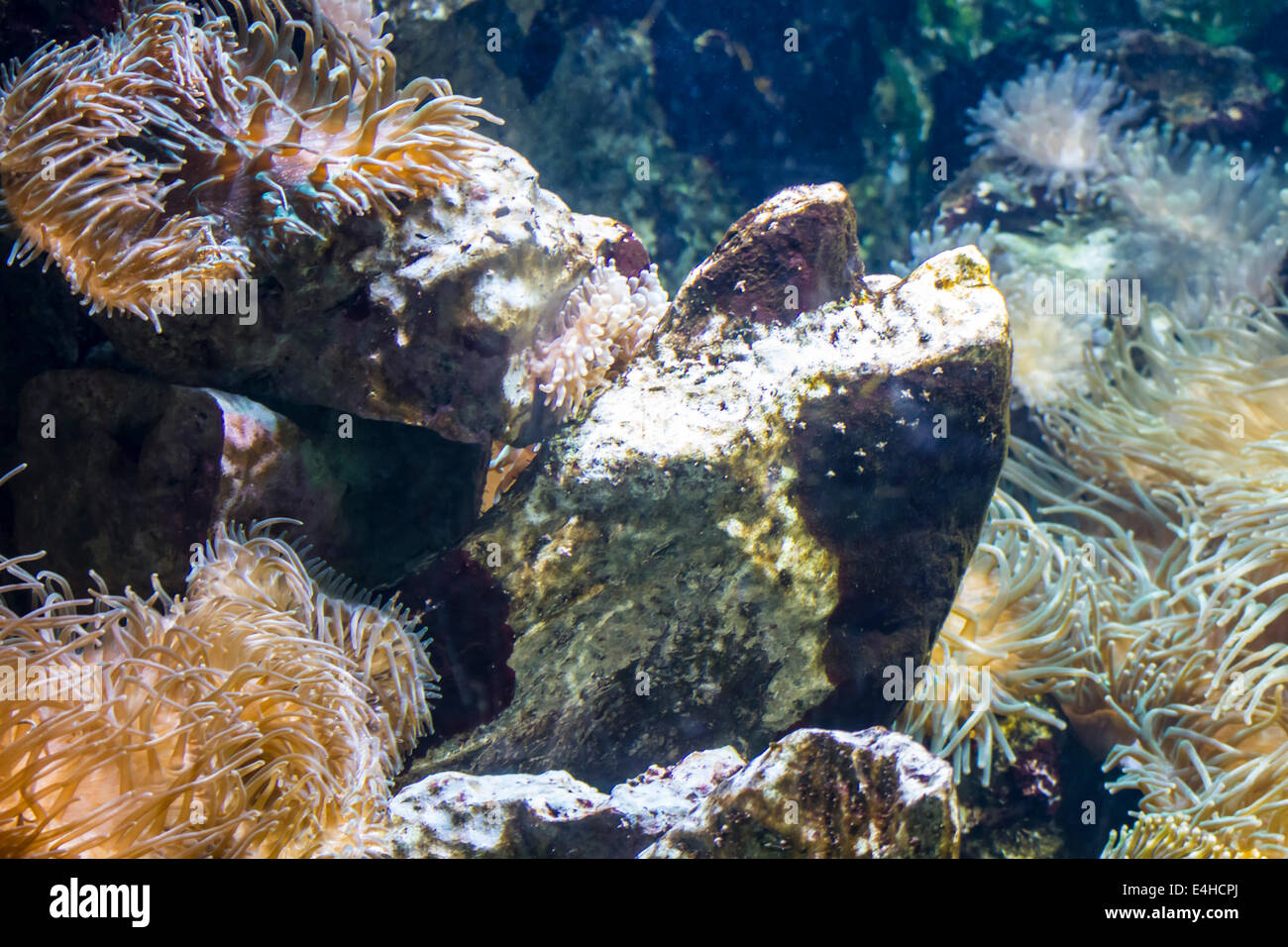 seabed with fish and coral reef Stock Photo - Alamy