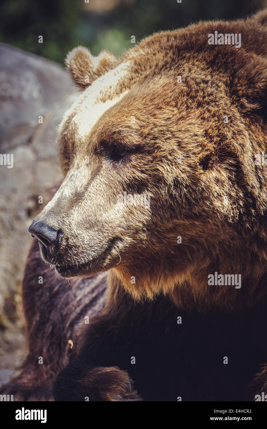 danger, Spanish powerful brown bear, huge and strong wild animal Stock ...