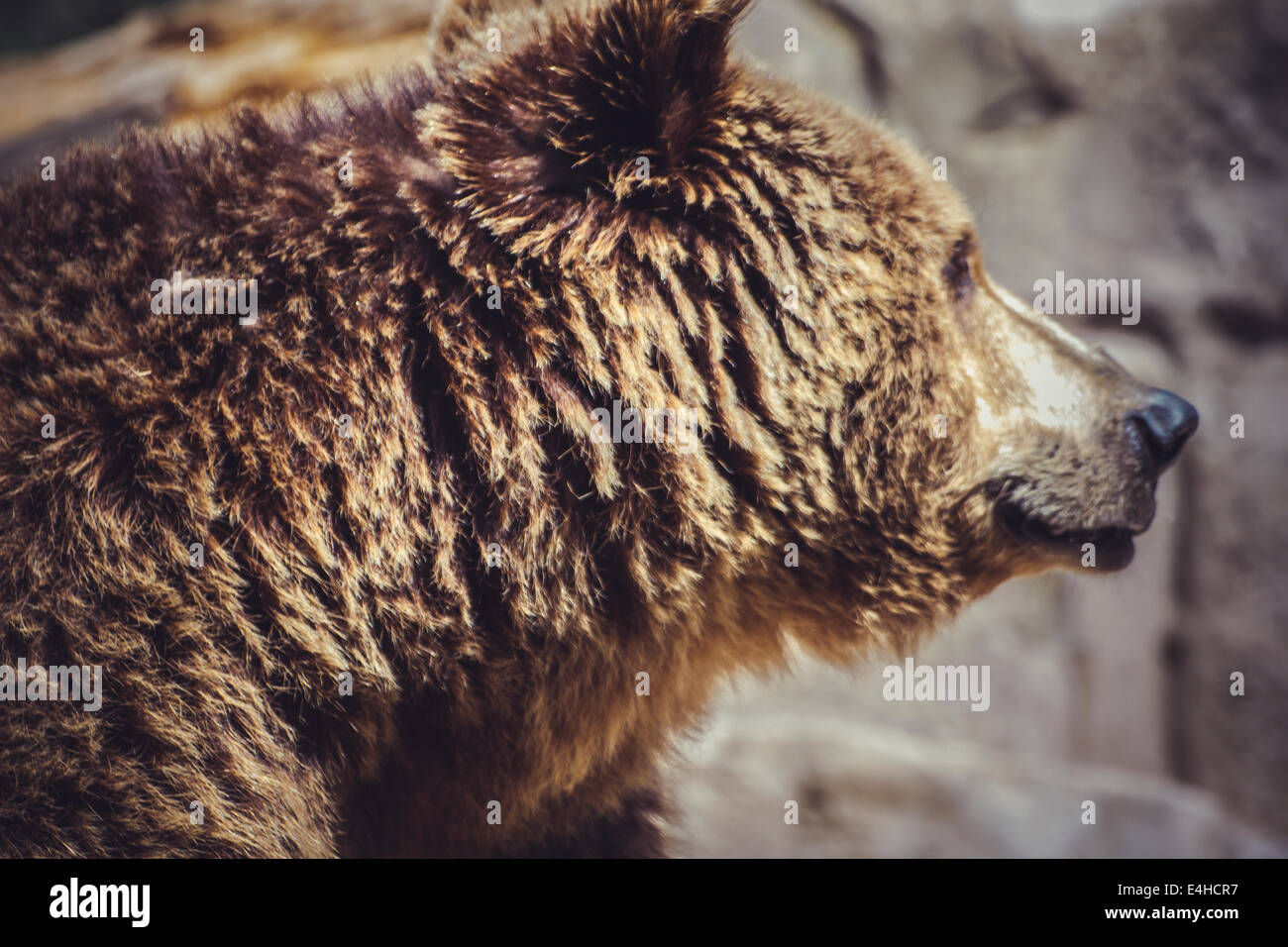 Spanish powerful brown bear, huge and strong wild animal Stock Photo ...