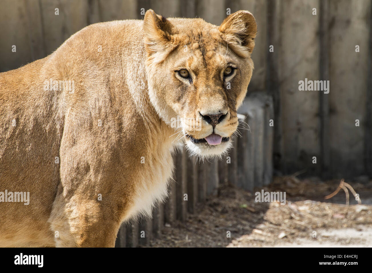 Powerful lioness resting, wildlife mammal withbrown fur Stock Photo - Alamy