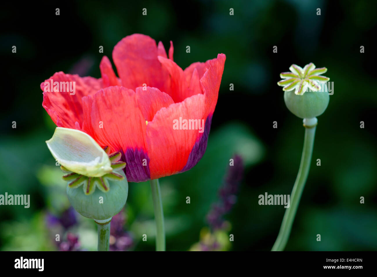 Poppy, Opium poppy, Papaver somniferum Stock Photo - Alamy