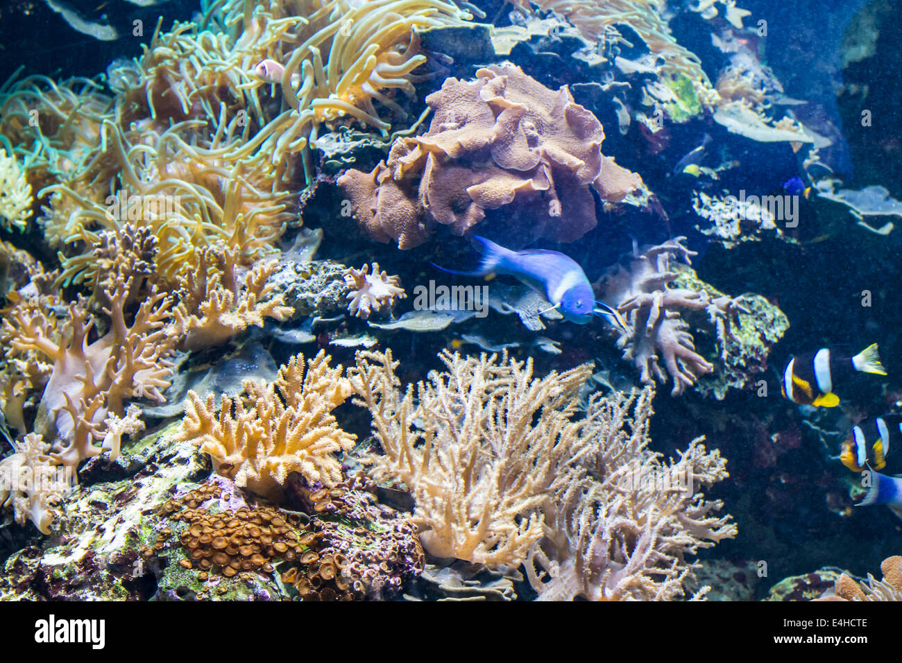 seabed with fish and coral reef Stock Photo - Alamy