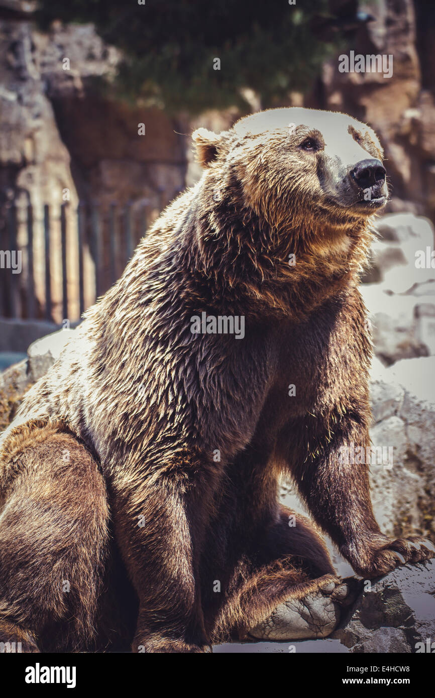 Spanish powerful brown bear, huge and strong wild animal Stock Photo ...