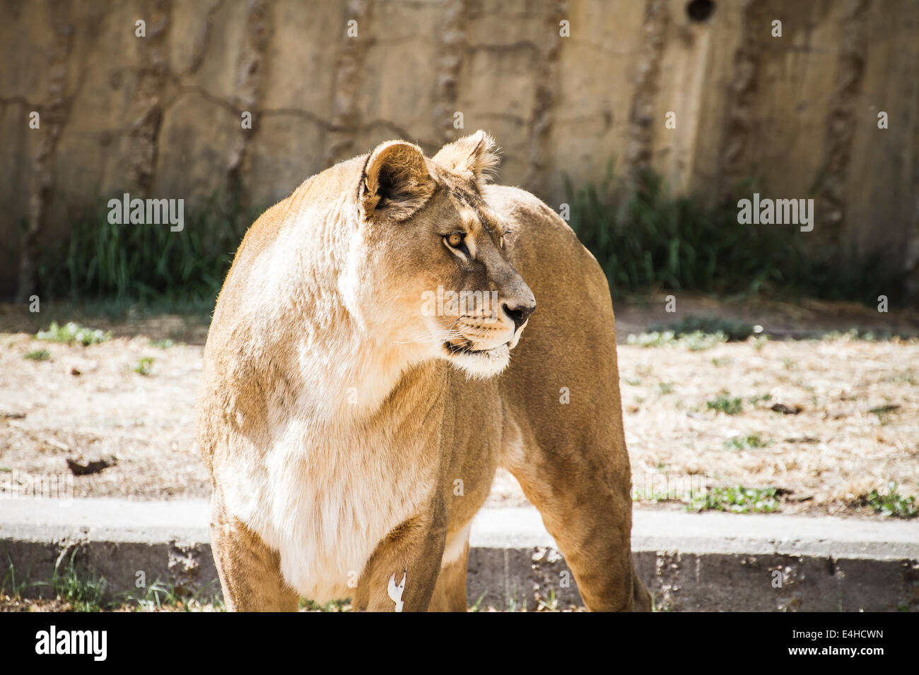 Big lioness resting, wildlife mammal withbrown fur Stock Photo - Alamy