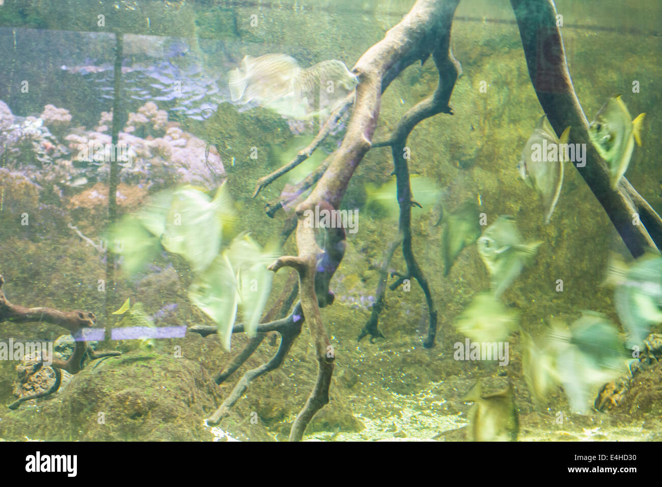 Aquatic, seabed with fish and coral reef Stock Photo - Alamy