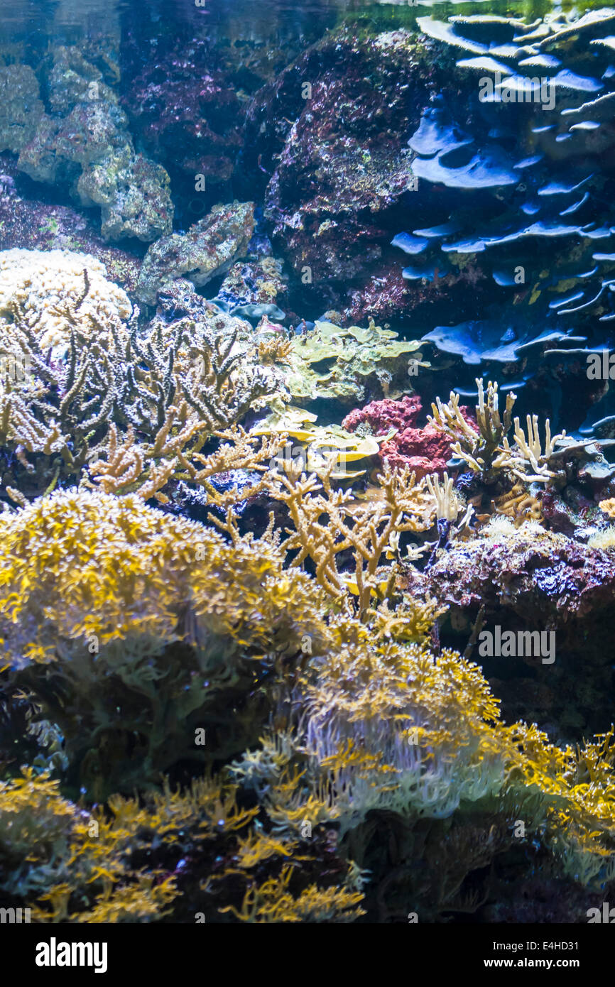 seabed with fish and coral reef Stock Photo - Alamy