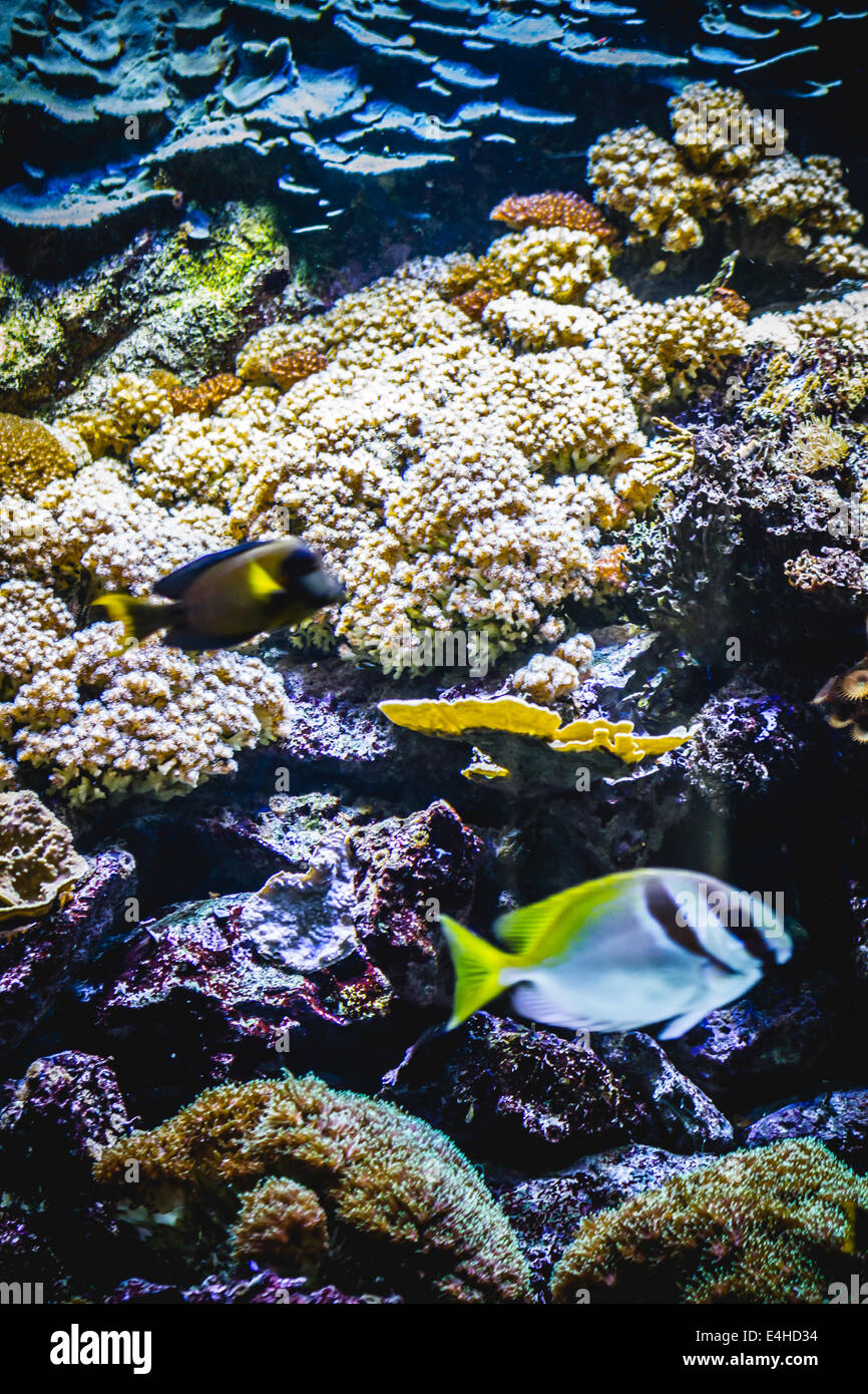 seabed with fish and coral reef Stock Photo - Alamy