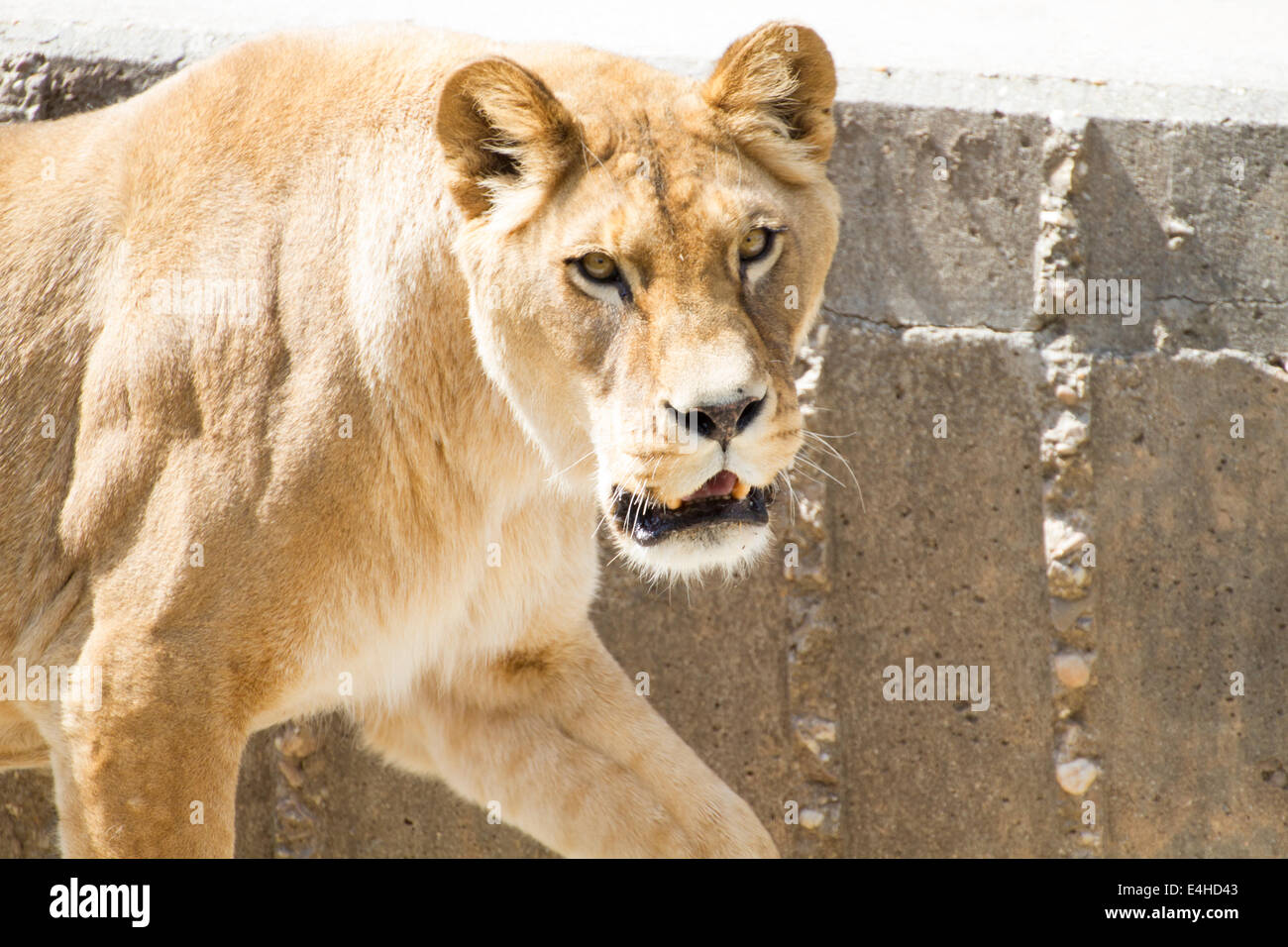 Fierce, Powerful lioness resting, wildlife mammal withbrown fur Stock ...