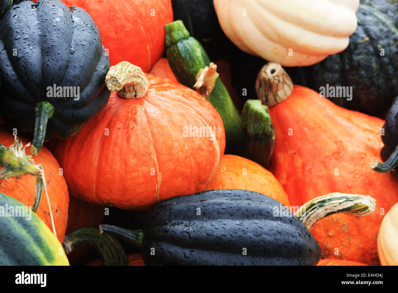 Gourds in a Bunch Stock Photo - Alamy