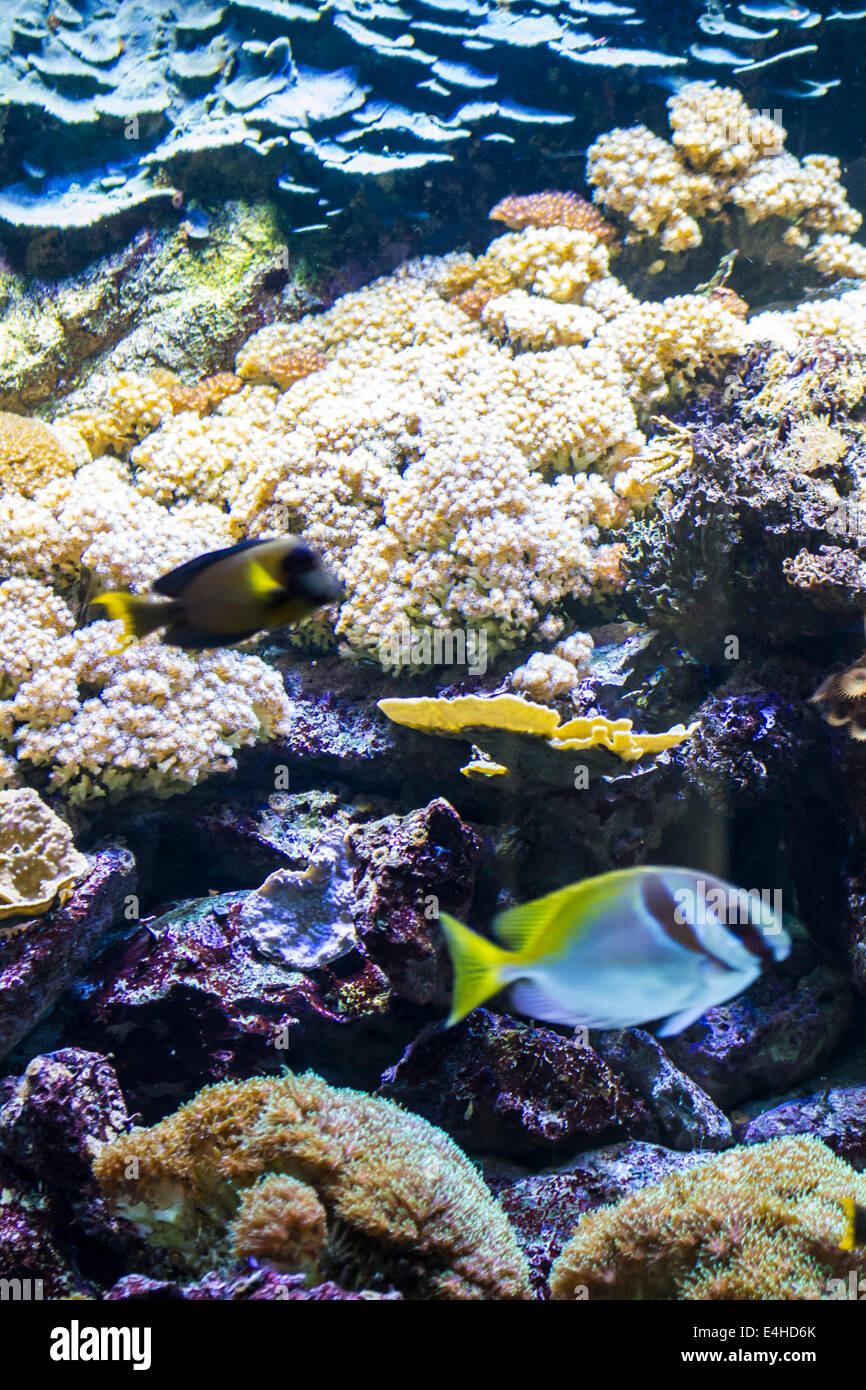 seabed with fish and coral reef Stock Photo - Alamy