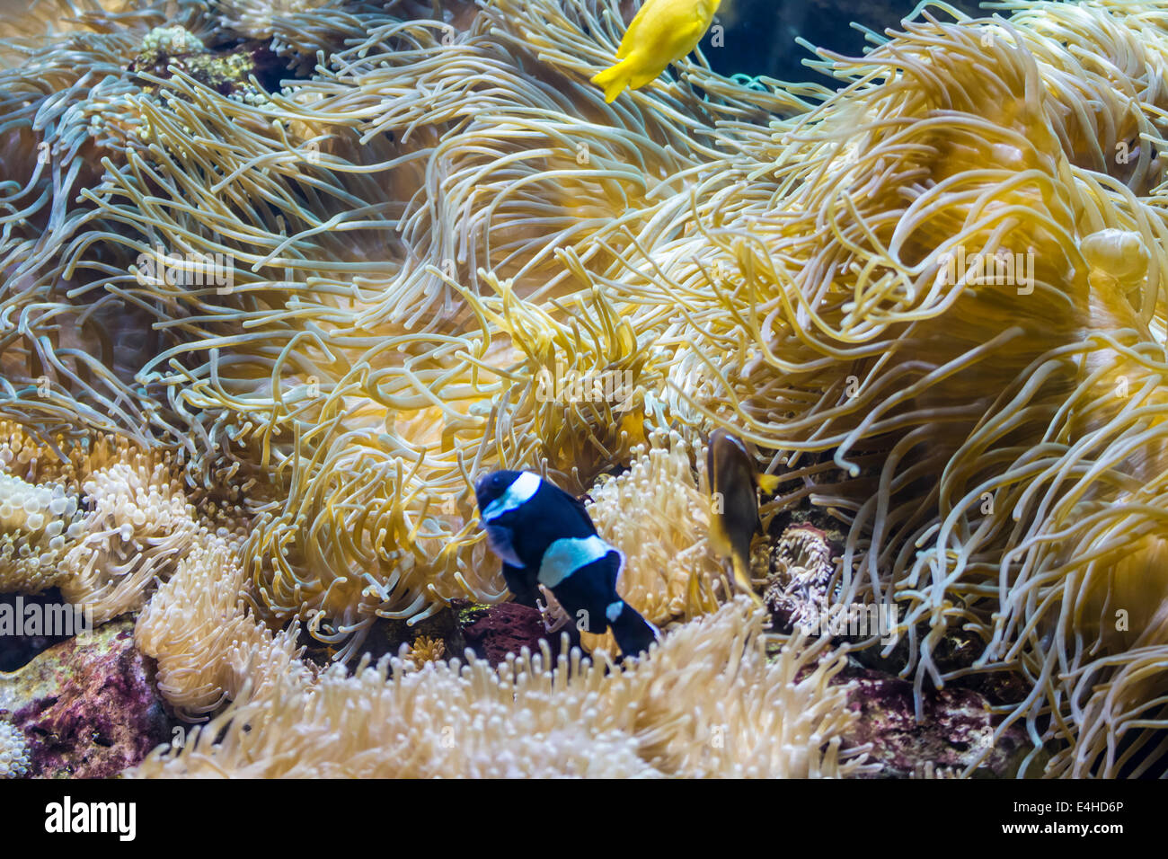 Deep seabed with fish and coral reef Stock Photo - Alamy