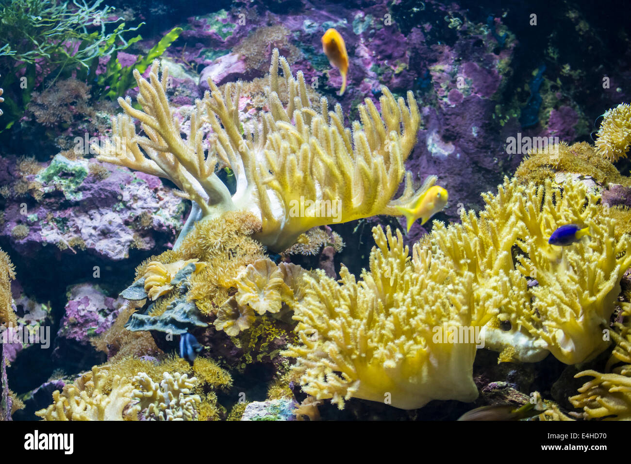 tropical, seabed with fish and coral reef Stock Photo - Alamy