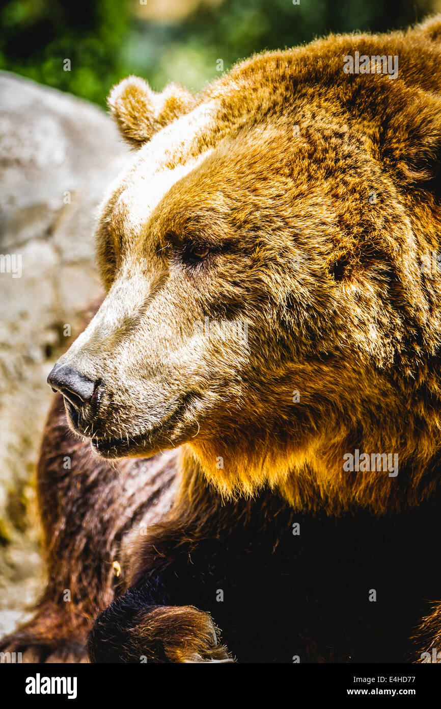 danger, Spanish powerful brown bear, huge and strong wild animal Stock ...