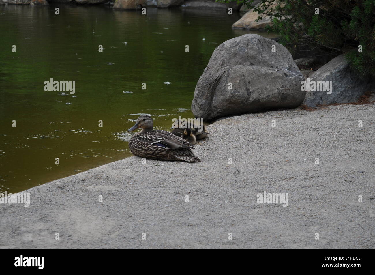 Motherhood rocks hi-res stock photography and images - Alamy