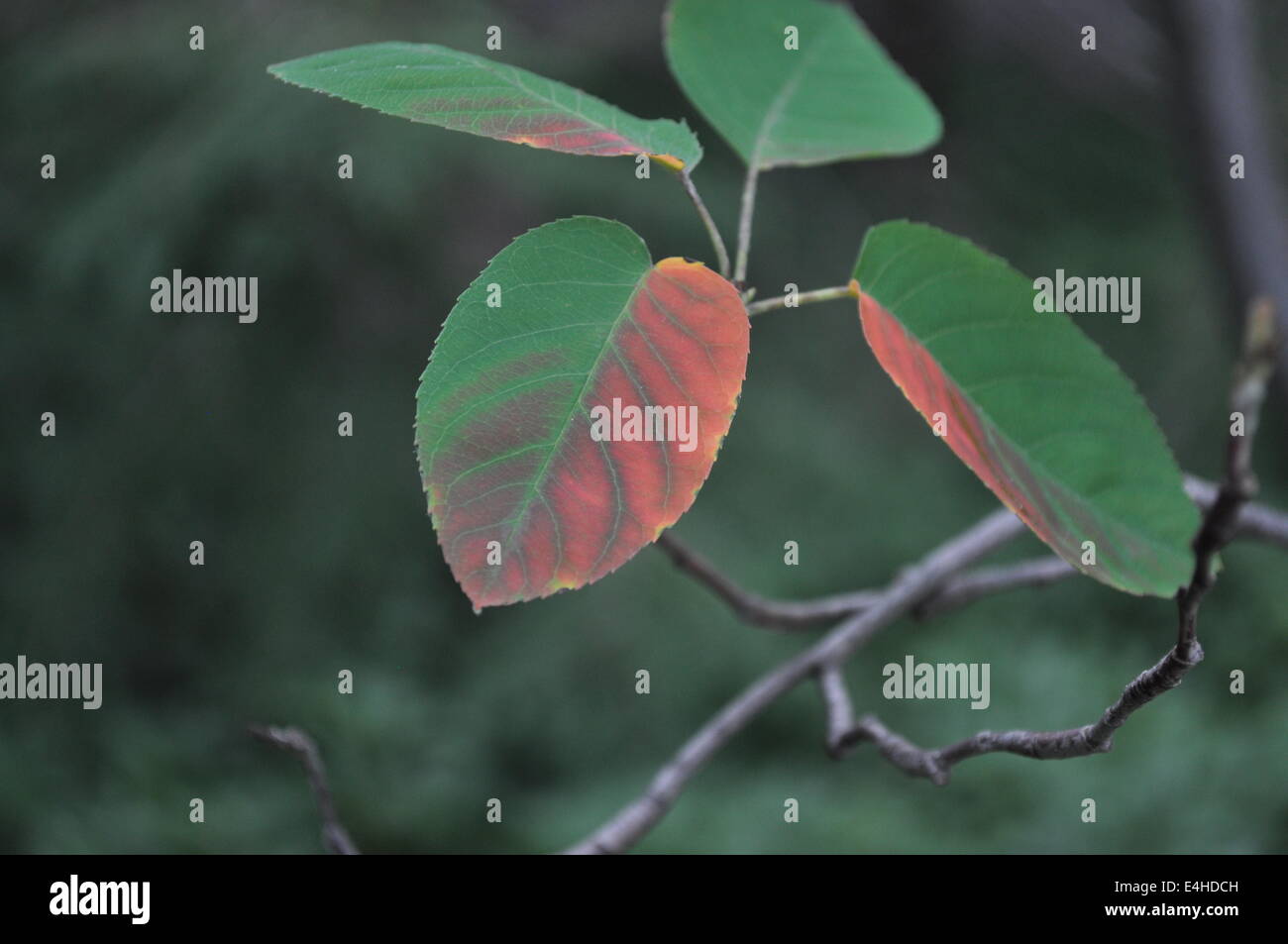 Four Multi-colored Leaves Stock Photo - Alamy