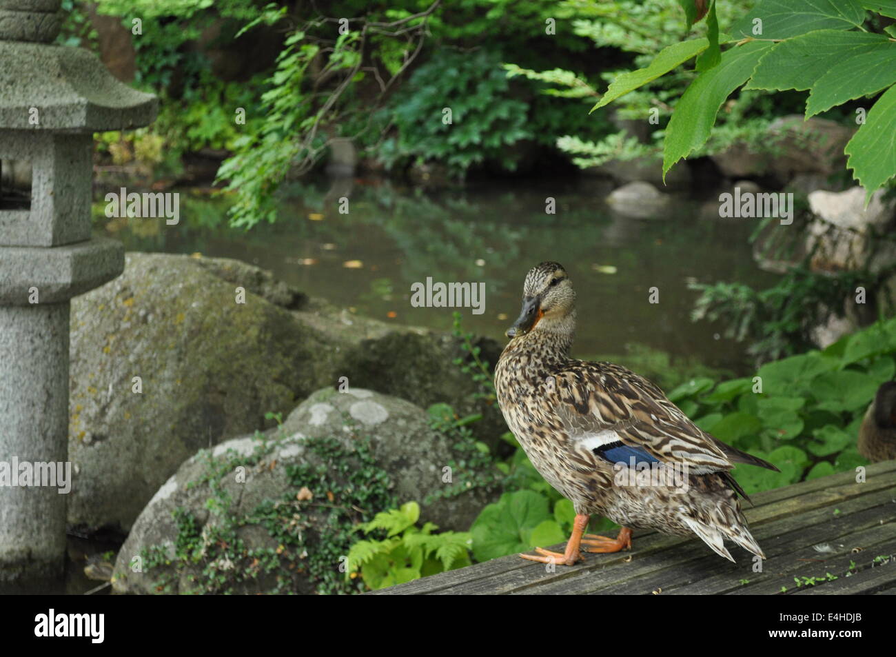 Duck Looking at the Camera Stock Photo - Alamy