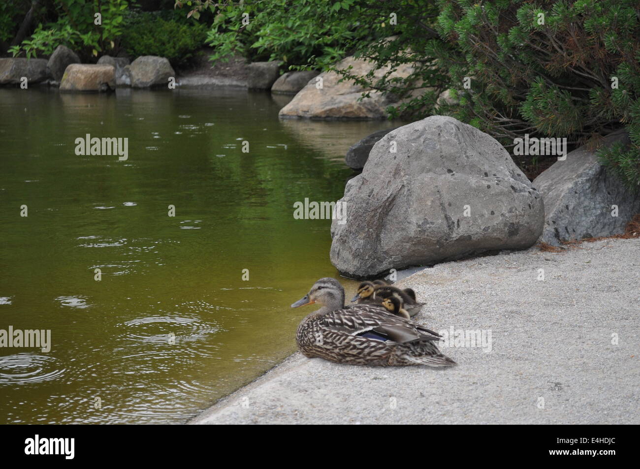 Mother Duck and Ducklings Sitting Next to Pond Stock Photo - Alamy