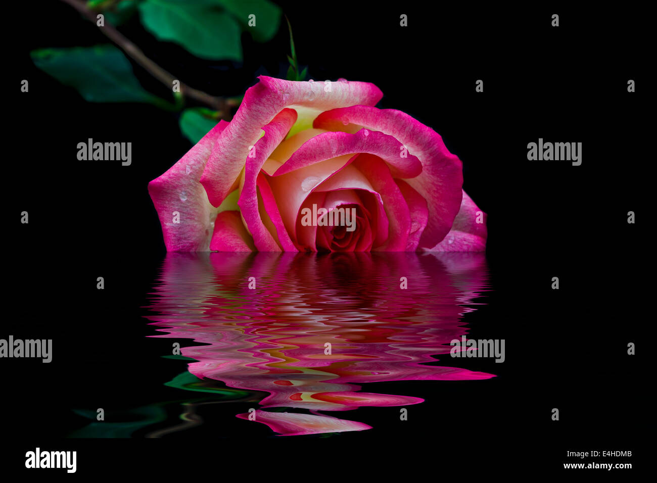 Rose reflections hi-res stock photography and images - Alamy