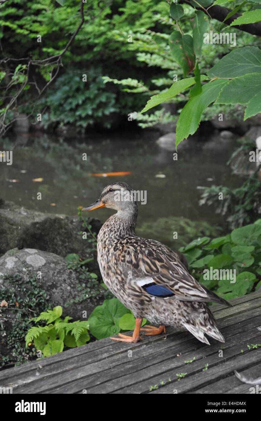 Duck Looking Over Water Stock Photo - Alamy