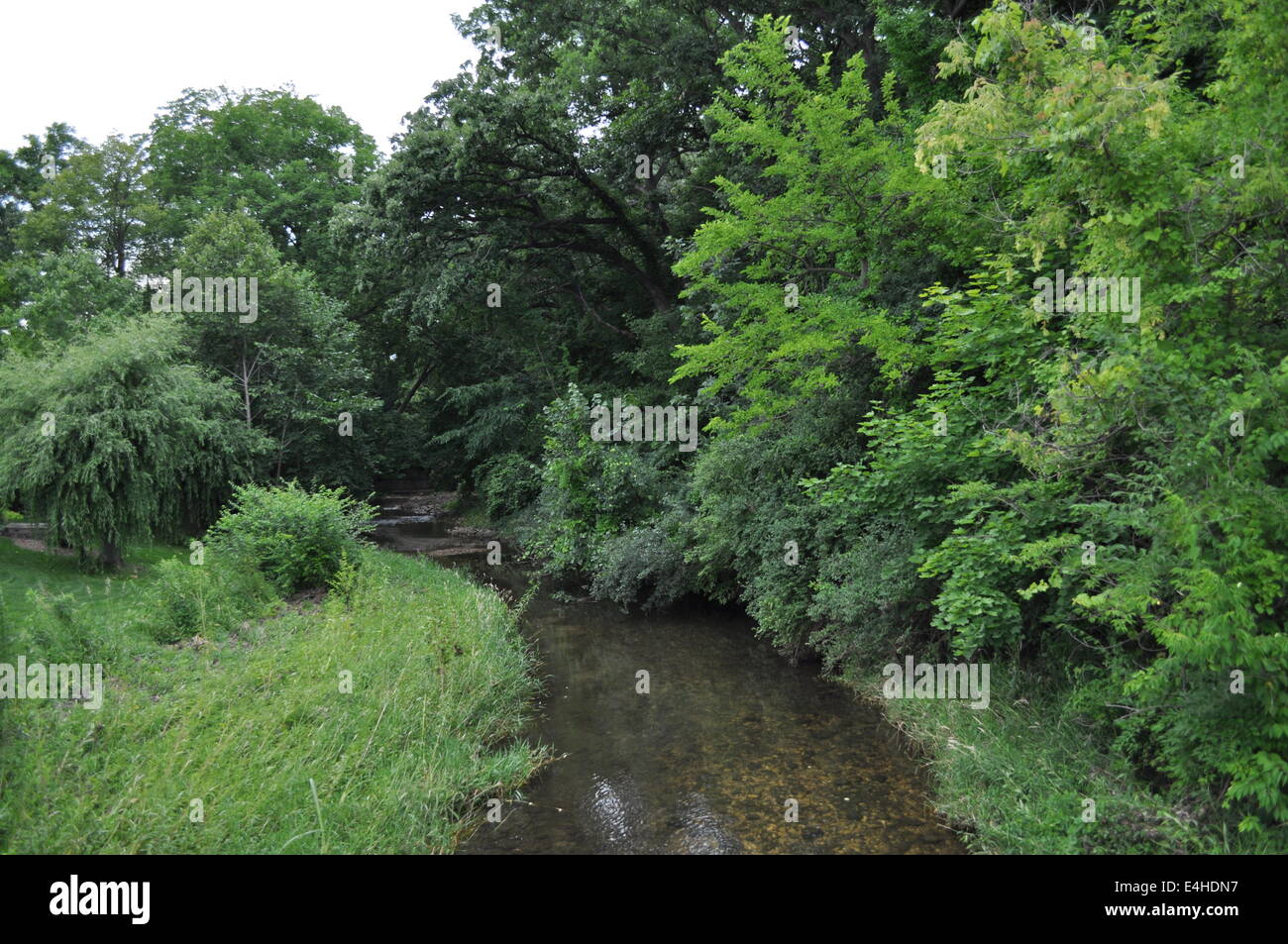 Calm Stream through timber Stock Photo - Alamy
