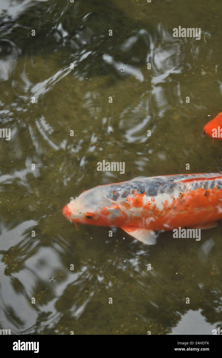 Single Koi Fish Swimming in Pond Stock Photo - Alamy